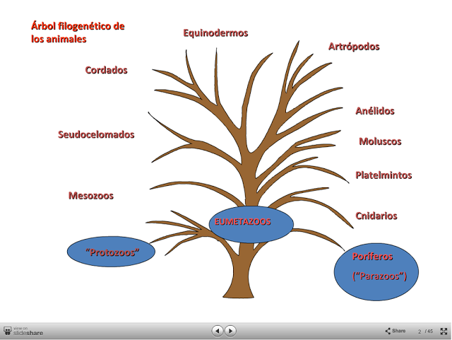 BioAnimal: Reino Animal