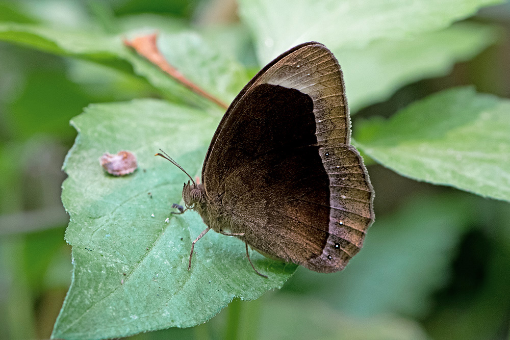 Butterflies of Myanmar Checklist | BugsAlive