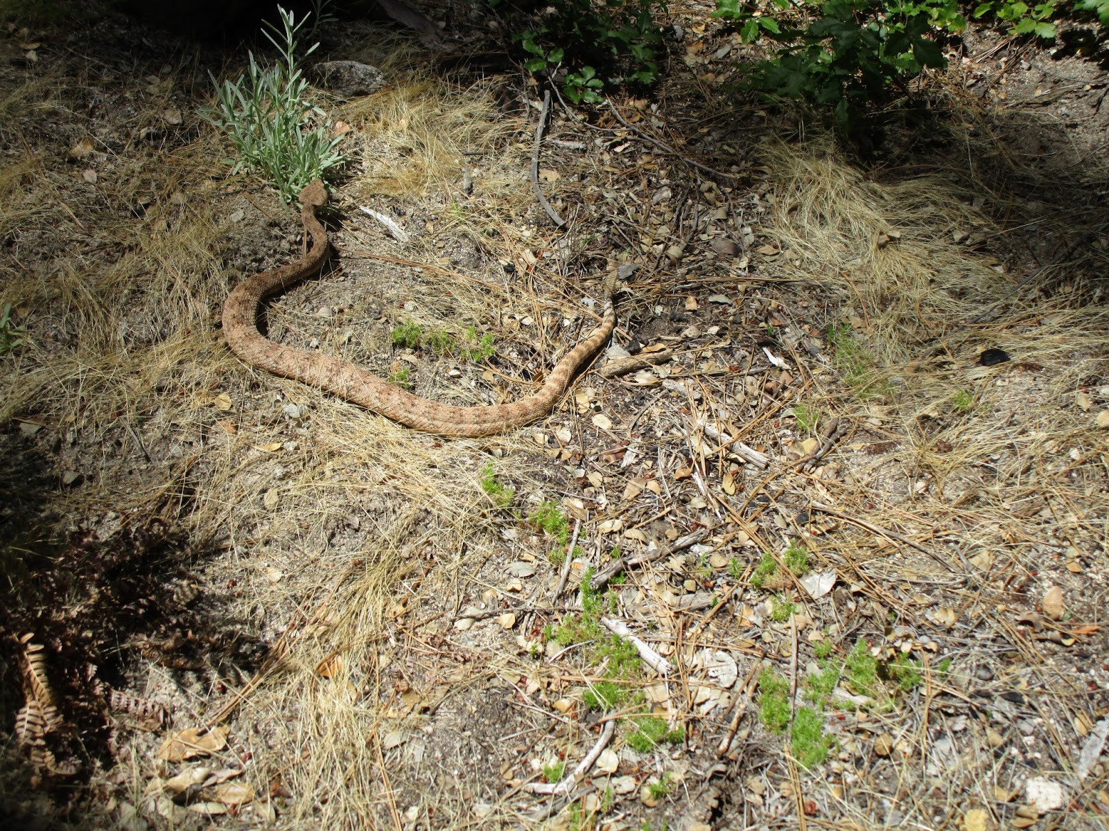 Iron Hiker: Eagle Crag