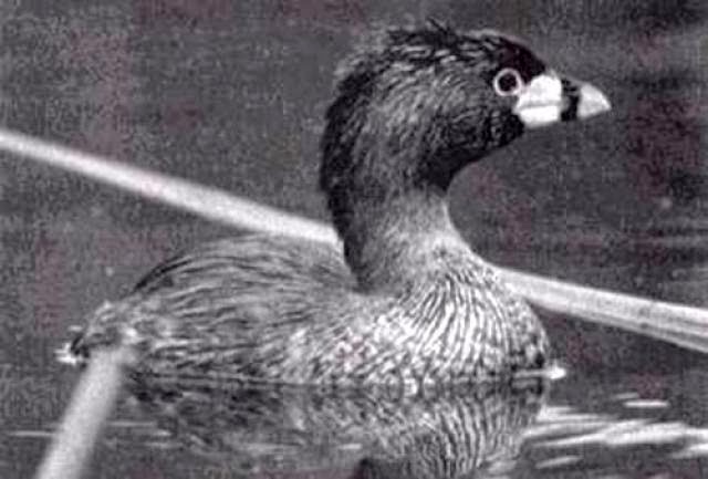 animales extintos siglo 21: ANIMALES EXTINTOS