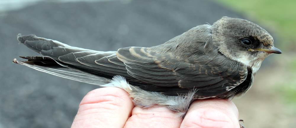 Another Bird Blog: The Quarry Birds