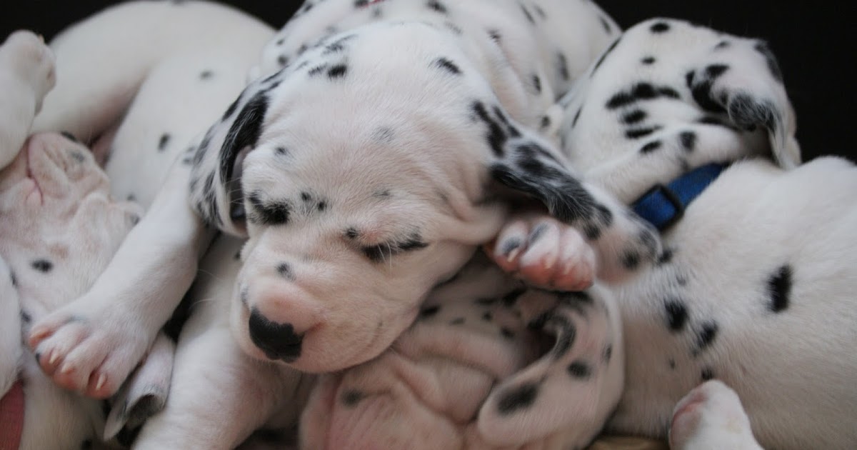 Kennel Double Dot's 2020- pentueen päiväkirja: PENTUJEN LUOVUTUS