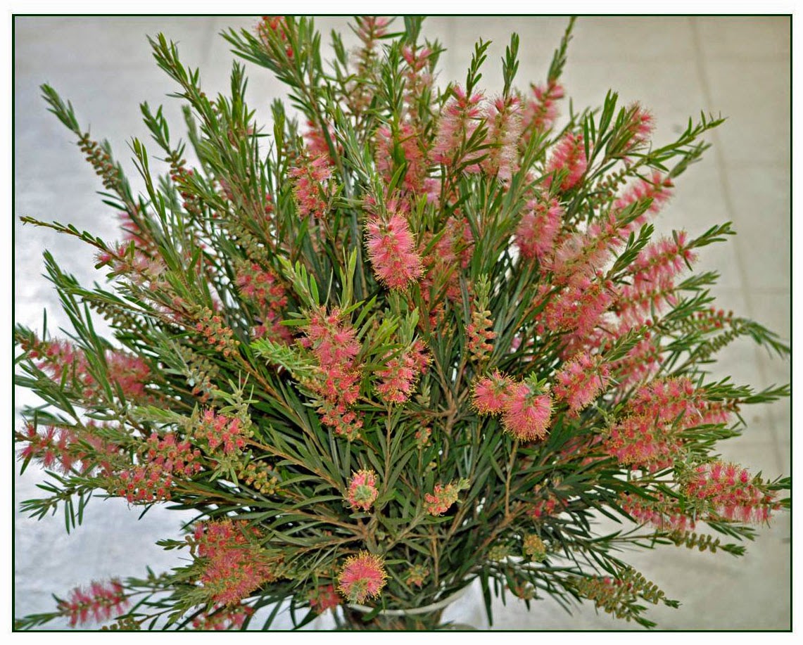 A Passion for Flowers: Callistemon – The True Bottlebrushes