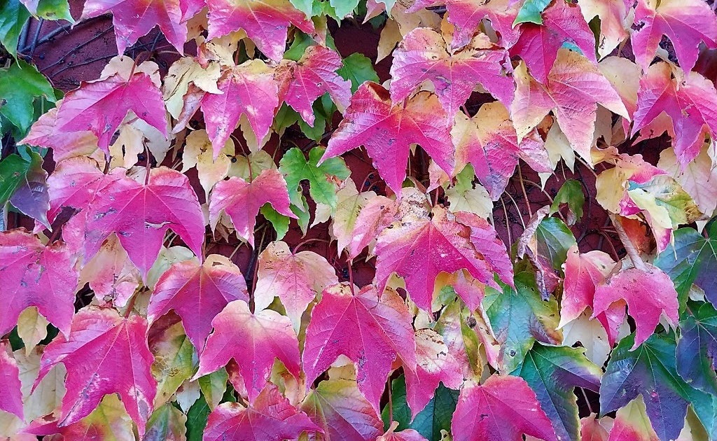 La Rioja de la A a la Z: PARTHENOCISSUS QUINQUEFOLIA - Parra Virgen o ...