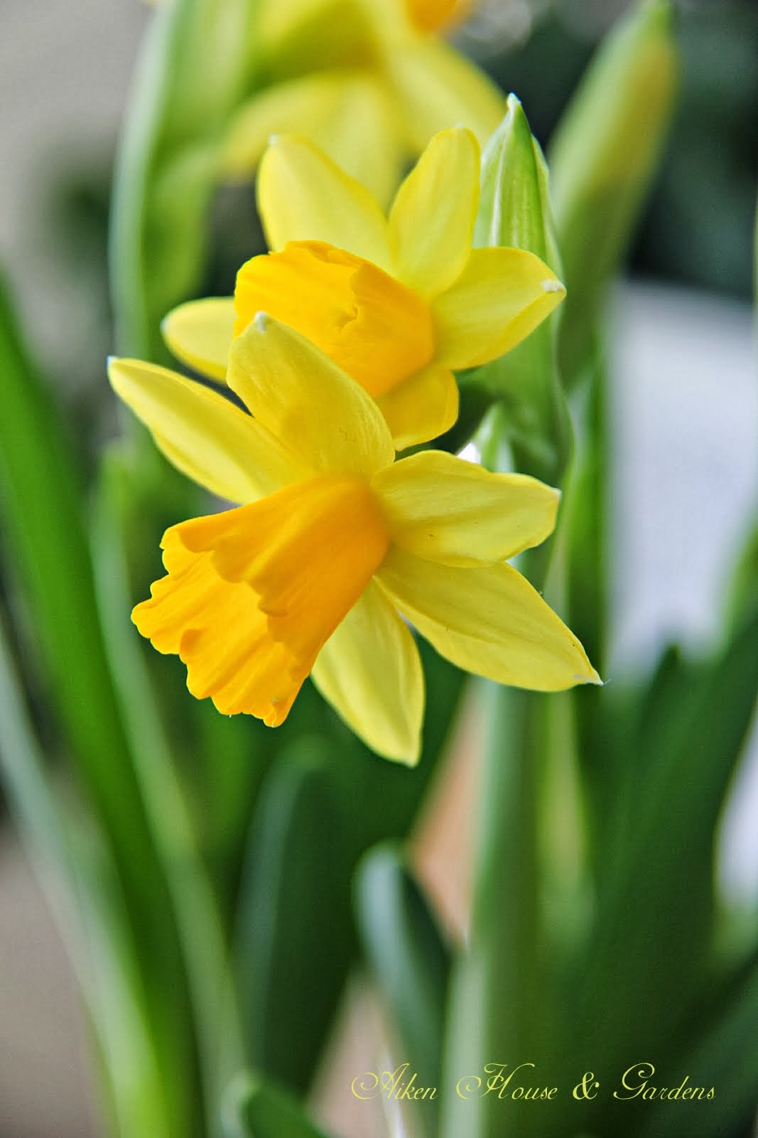 Aiken House & Gardens: A Blast of Spring Color