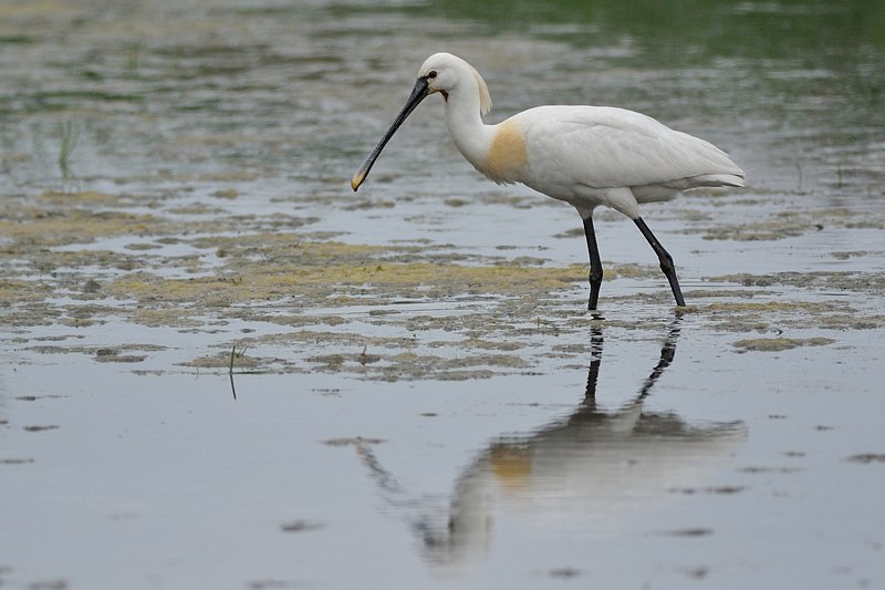Outdoor Photography: Lepelaar in de Vockestaert