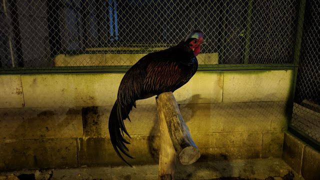 MENGENAL AYAM HUTAN HIJAU AYAM ALAS (GALLUS VARIUS) - Bursa Ayam Hias