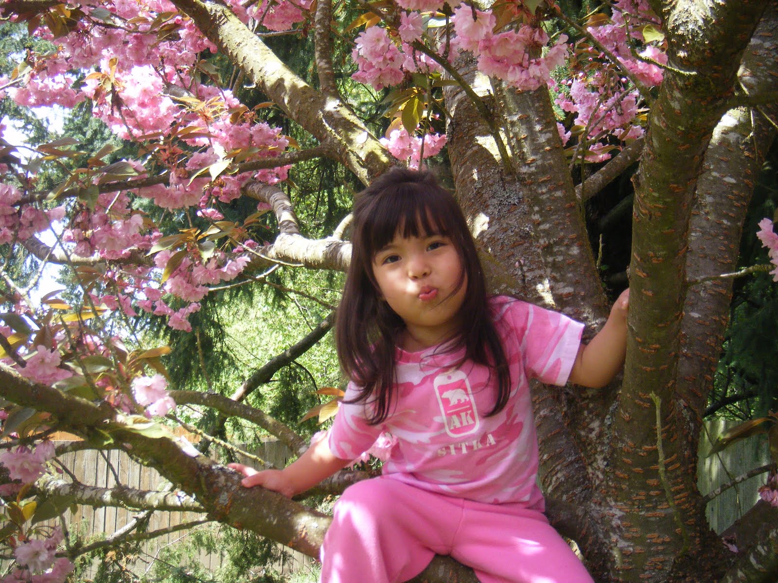 LIFE with LEXIE: Lexie's Pink Tree