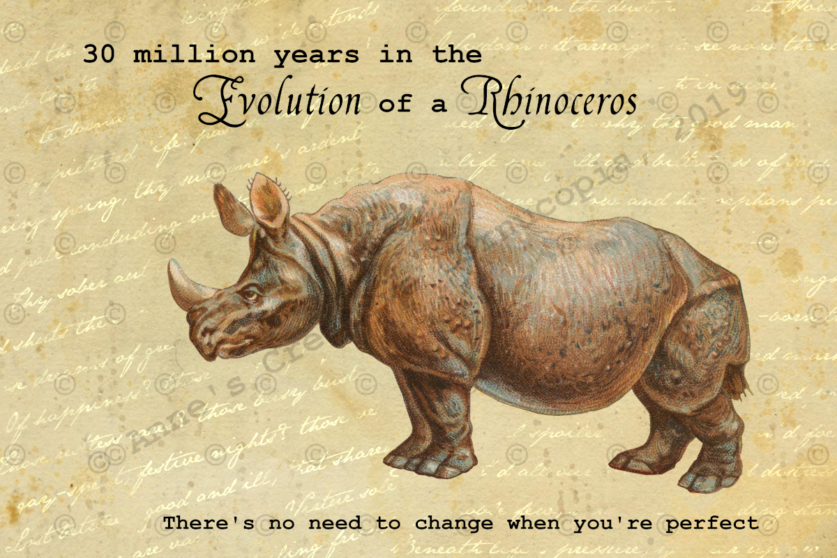 Rhino Evolution
