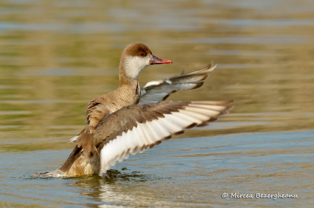 Sa vorbim despre Rațe