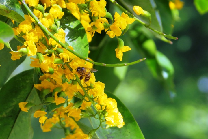 Native Plants Of The Philippines Worldatlascom