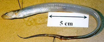 Ikan Mutiara, Hewan Laut Pecinta Anus | RE Tawon