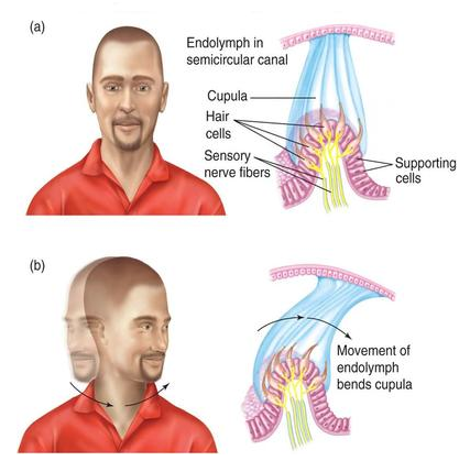 Cal Poly BIO 502: Kicking Kinetosis