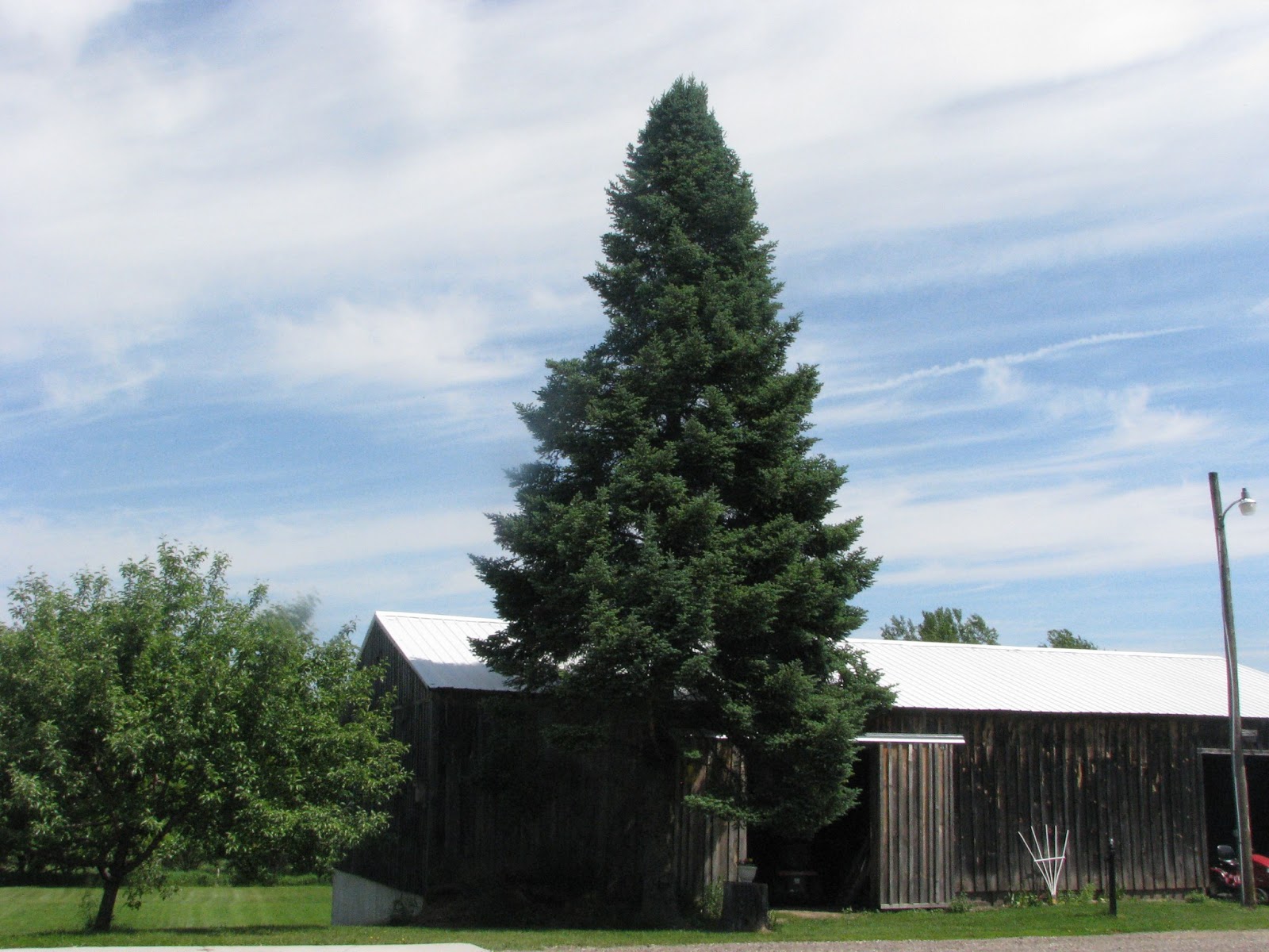 Preussless Pathways: John Deere Green and Strawberry Red