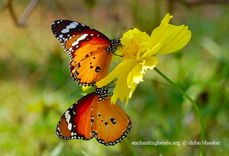 School Of Digital Photography: 14 Tips for Photographing Butterflies