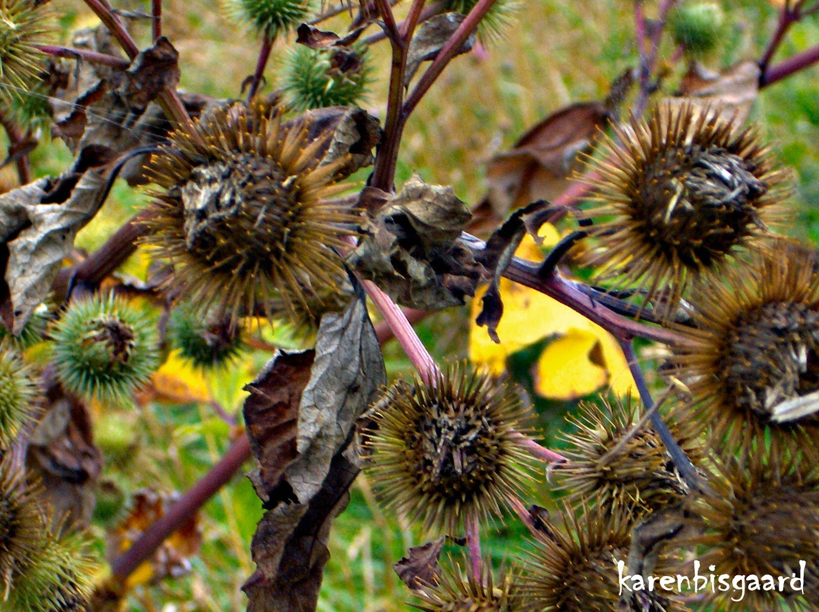 Karen`s Nature Photography: Sticky Burdock Seed Capsules.