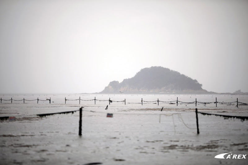AREX: [Incheon] Yeongjongdo Masian Mudflat Experience
