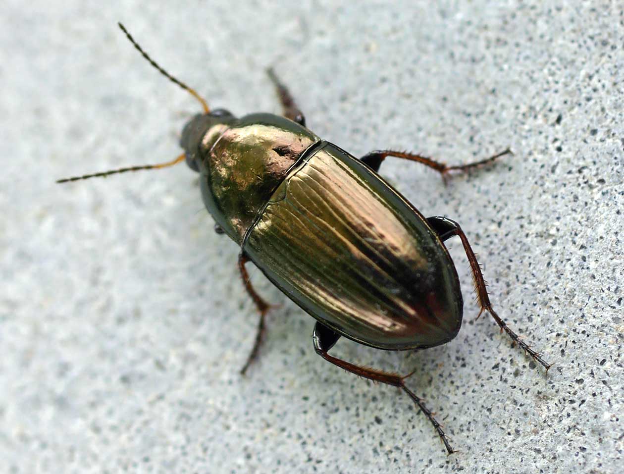 Variety of Life: Amarini