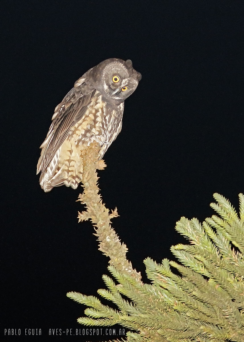 mis fotos de aves: Asio stygius Lechuzón Negruzco Stygian Owl
