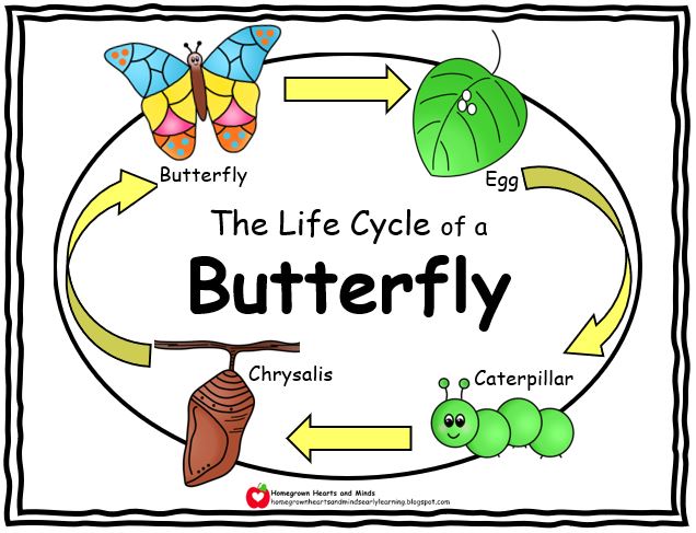 FREE Life cycle Diagrams (Frog and Butterfly)