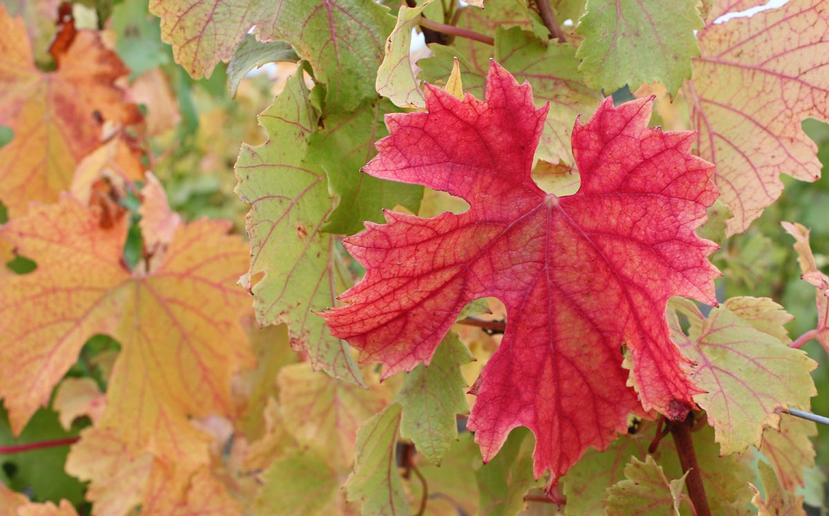 wcs: Fall grape leaves