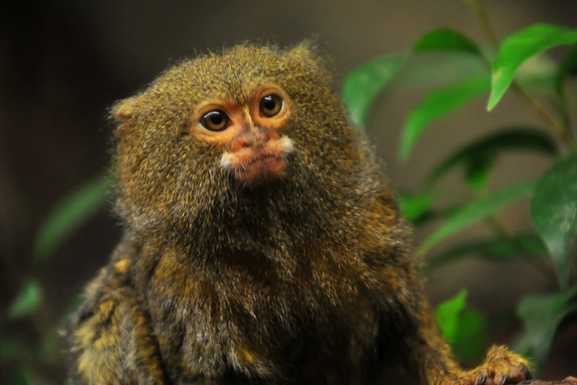 Mundo animal: Sagui-leãozinho, o símio mais pequeno do mundo!
