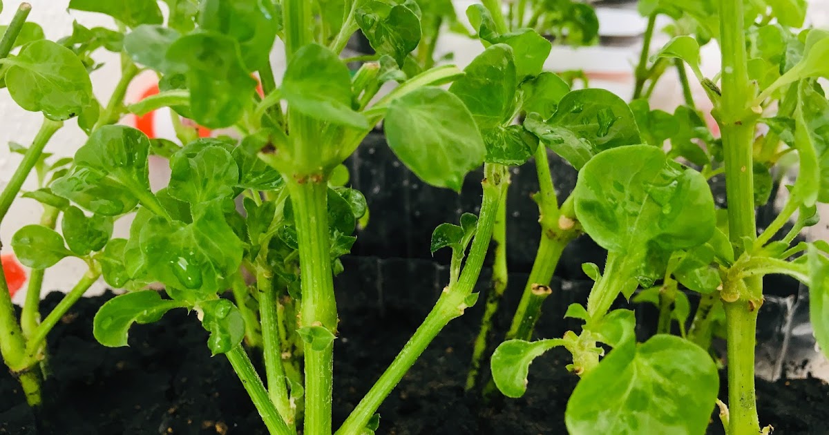 Tips Mudah Supaya Tanaman Bayam Brazil Lebih Subur Dan Cepat Dituai ...