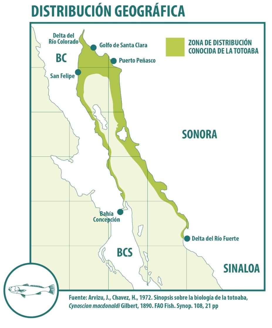 Recepción sensorial del pez totoaba.