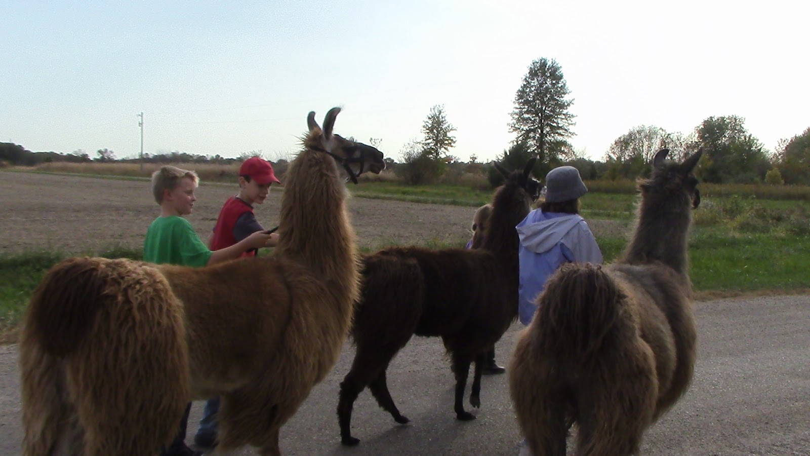 SONset Academy: OCTOBER FIELD TRIPS: Shooting Range, Llama Farm, and ...
