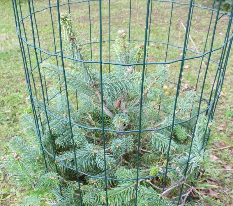 MUHEDIKU MAAILM: OKASPUUD vol.4 NULG, JUGAPUU, veidike sügisjuttu ka.