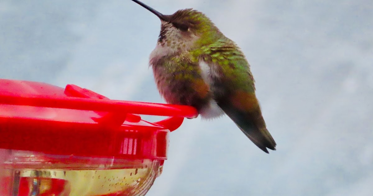 Shoreline Area News: Photo: Fluffy bird