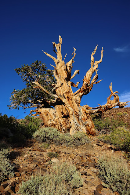 Ancient Bristlecone Pine Forest