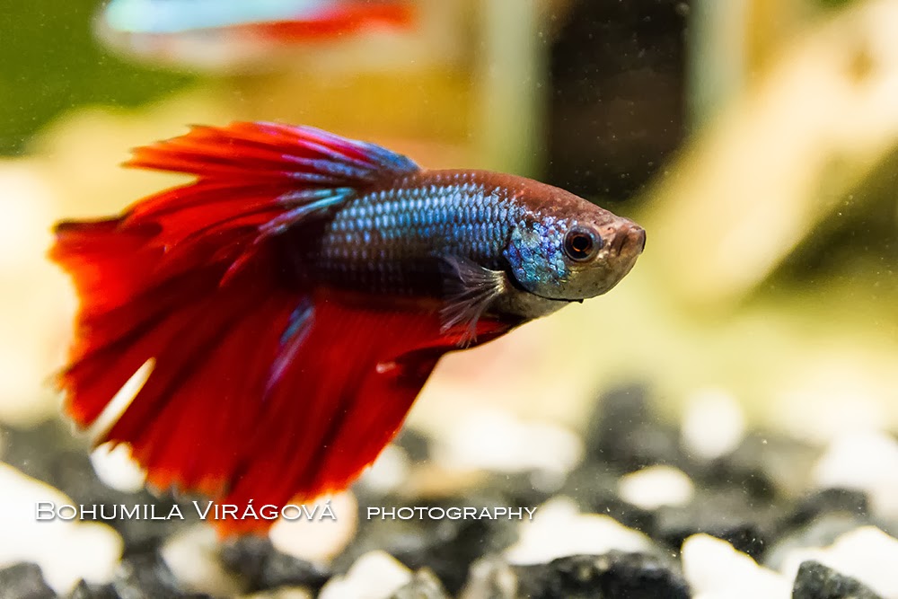 design for breeders: Bojovnica pestrá / Betta splendens