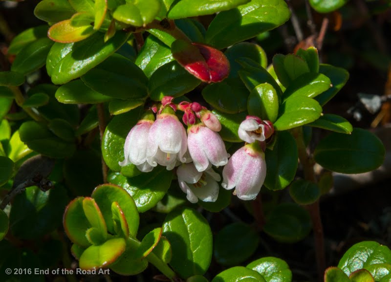 Hiking - Hidden Creek Trail | Guide for Alaska's Disappearing Tourists