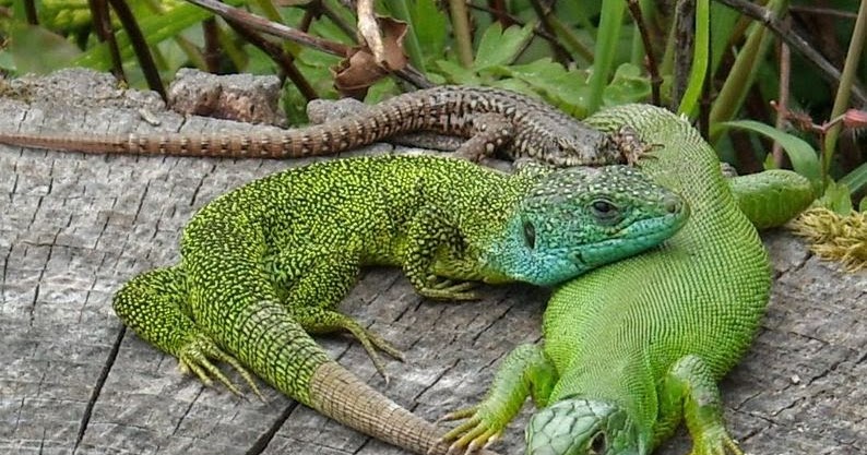 Variety of Life: Lacerta