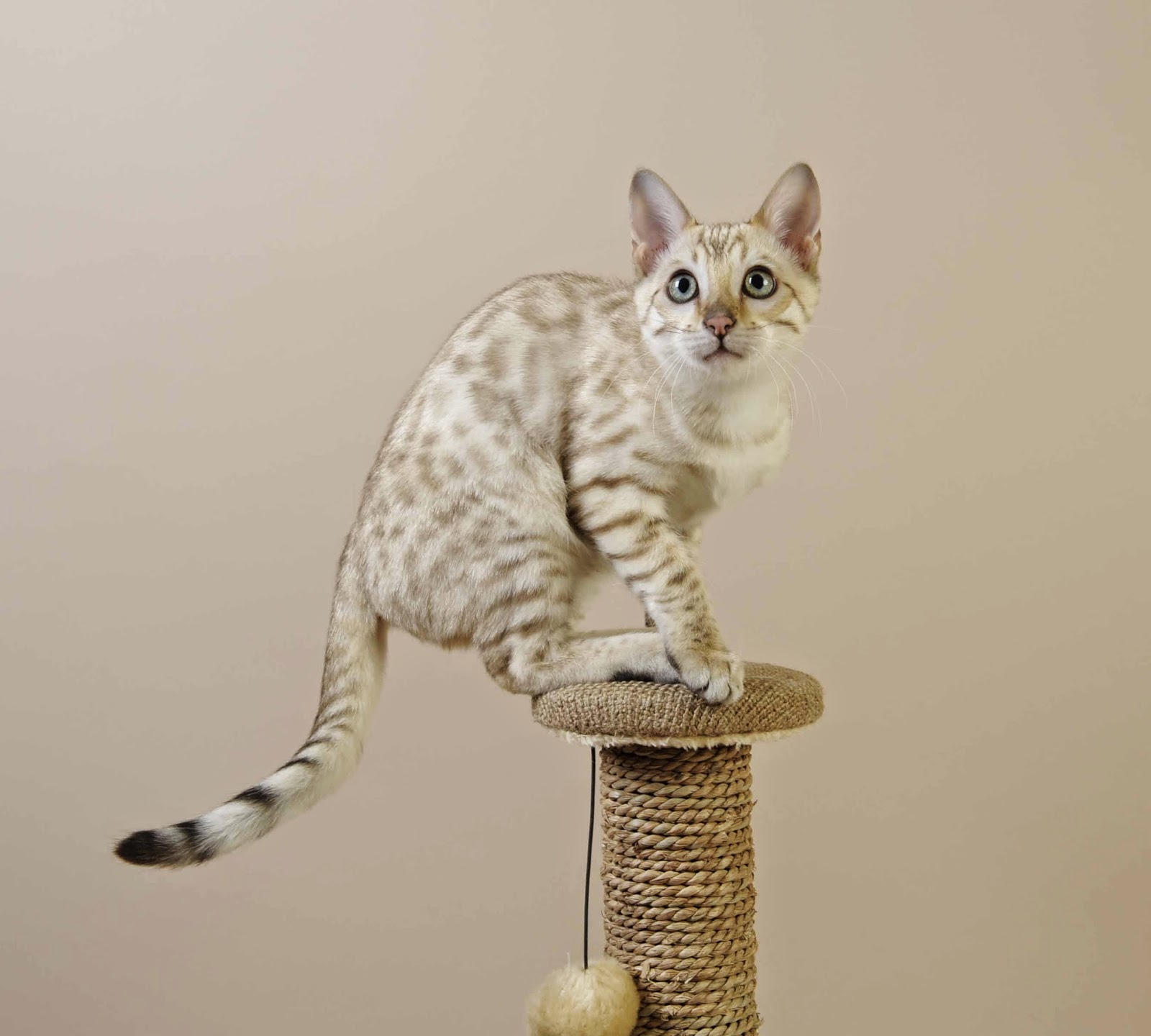 Happy days with Airashii Bengal cats :): Seal mink spotted Bengal cats.