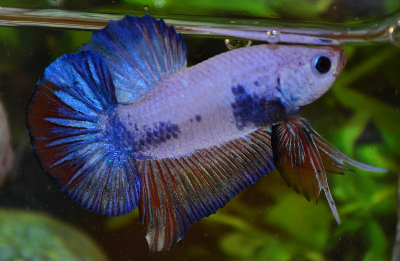 Betta Fish Afira: New Betta Fancy 2013 ( SOLD )