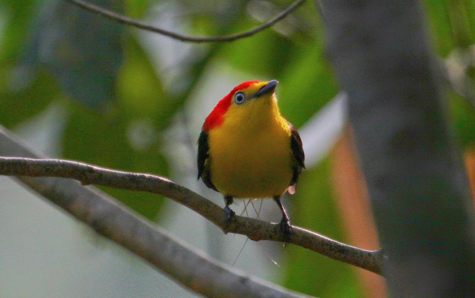 Nuestro bello mundo...: Wire-tailed Manakin, Pipra filicauda, Saltarin ...