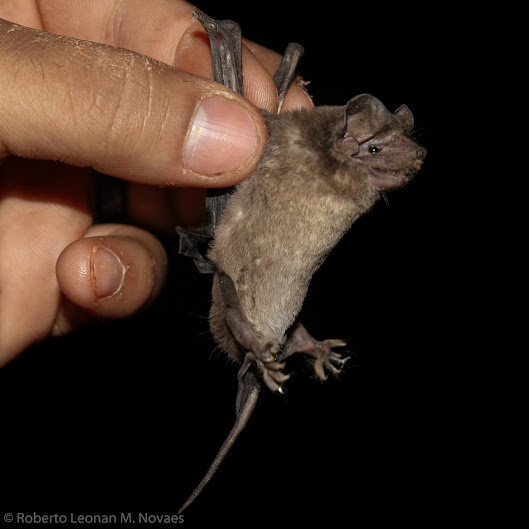 Morcegos do Brasil: Molossus molossus