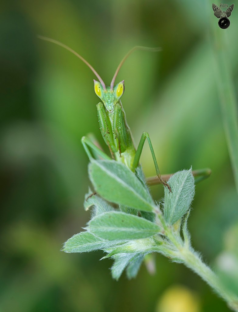 DIARIO DE UNA MIRADA: APTEROMANTIS APTERA