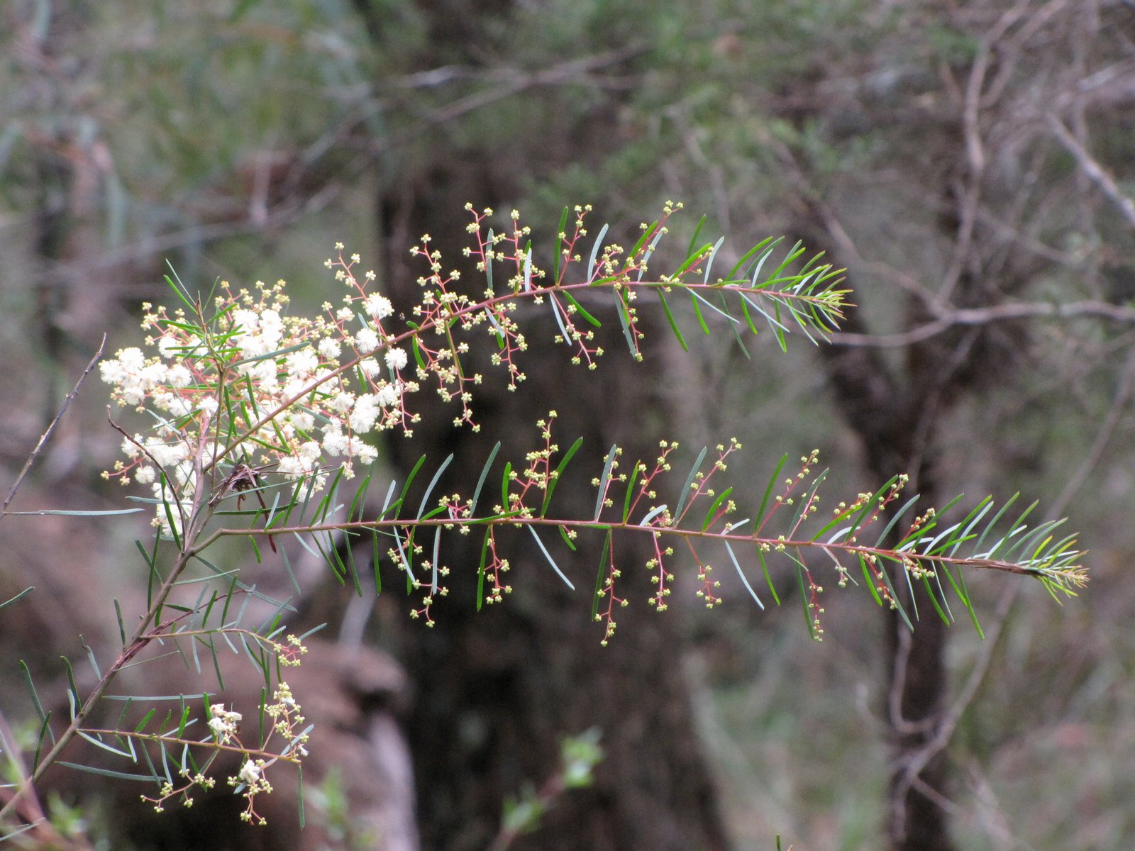 Sydney's Wildflowers and Native Plants: Acacia linifolia - Flax-leafed ...