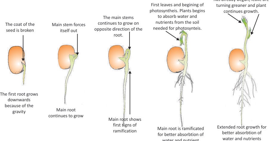 We are scientists!: AT THE LAB: Seed germination process