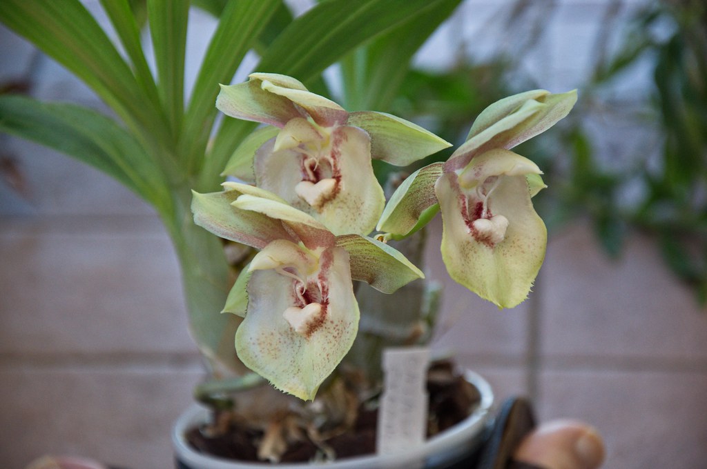 Catasetum expansum care and culture | Travaldo's blog