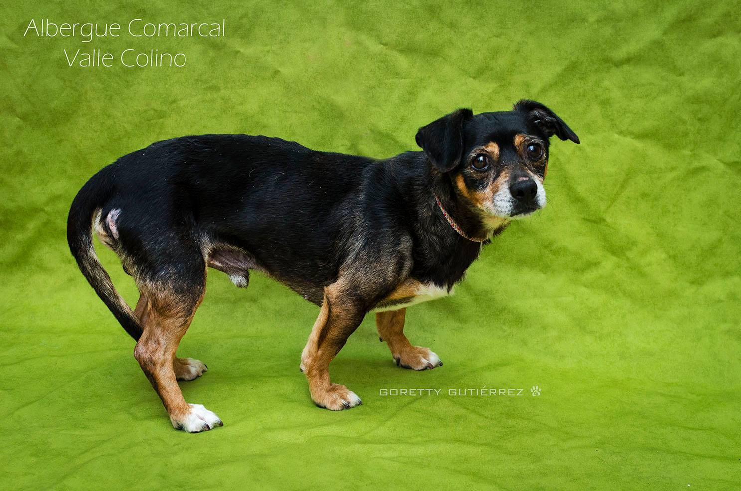 Valle Colino: VÍPER ¡¡ADOPTADO!!