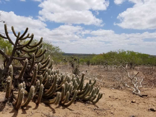 28 de abril - Dia da Caatinga; Veja as características deste bioma ... 28 de abril - Dia da Caatinga; Veja as características deste bioma ...