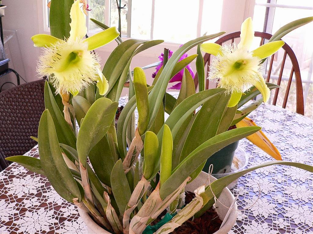 Orquídea Brassavola : El Mundo y sus Plantas