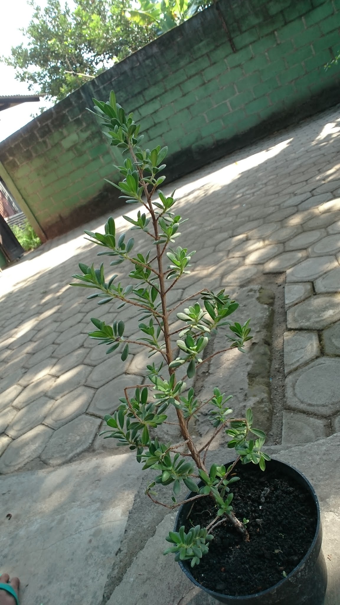 Pohon Santigi (Pemphis acidula) Manfaat dan Kegunaanya - FLORA DIRGANTARA