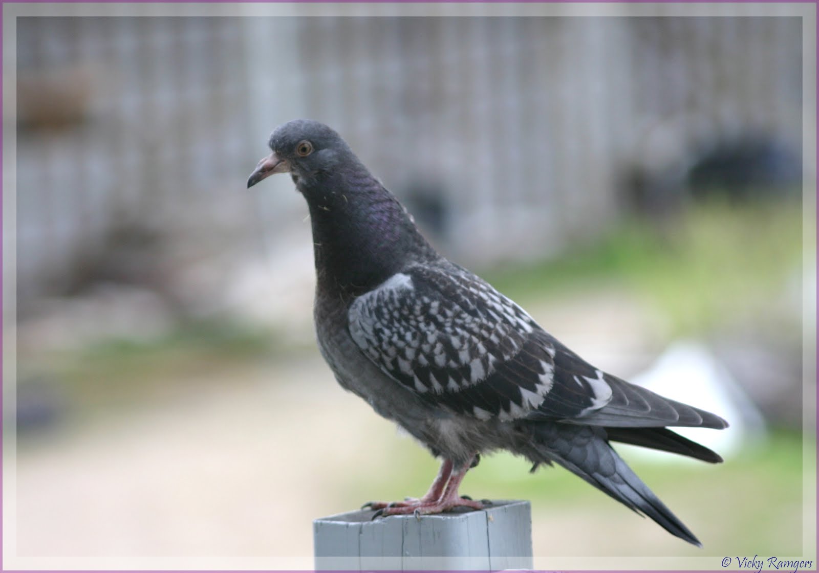 La faune et la flore du Québec en photos: Pigeon biset, Columba livia