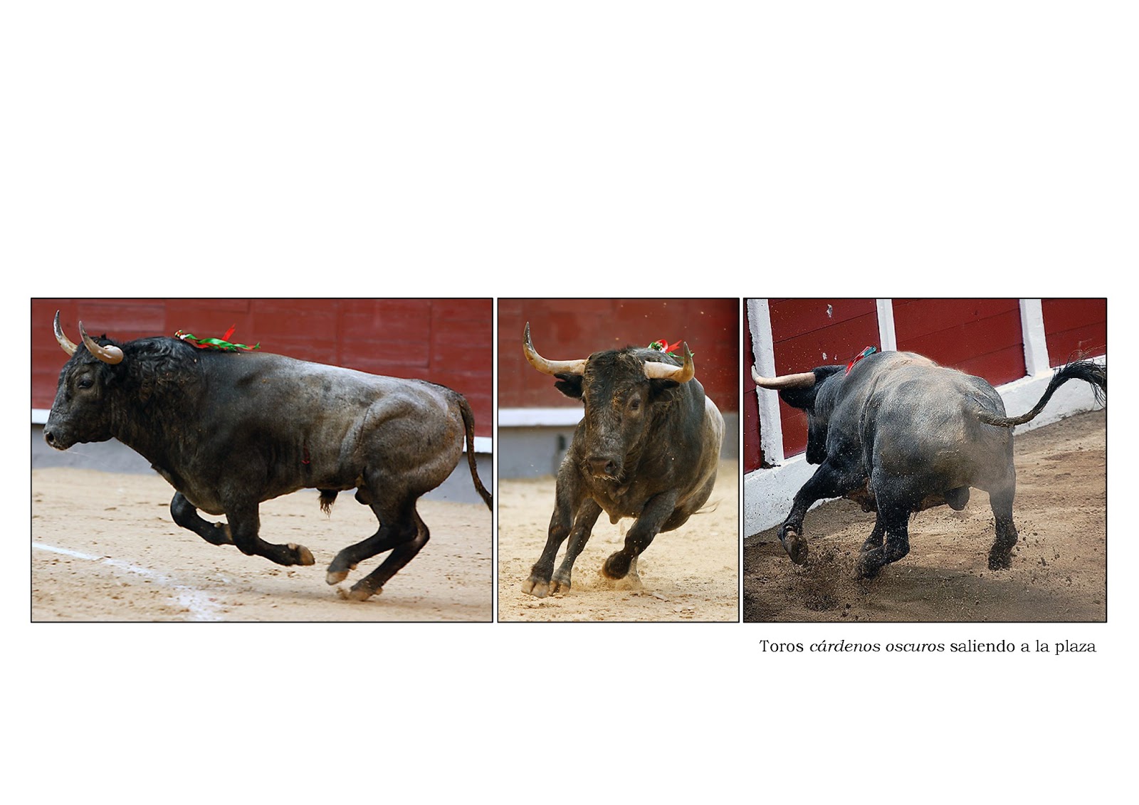 La Fiesta prohibida, por Manuel Hernández.: DIFERENTES CAPAS DE TOROS ...