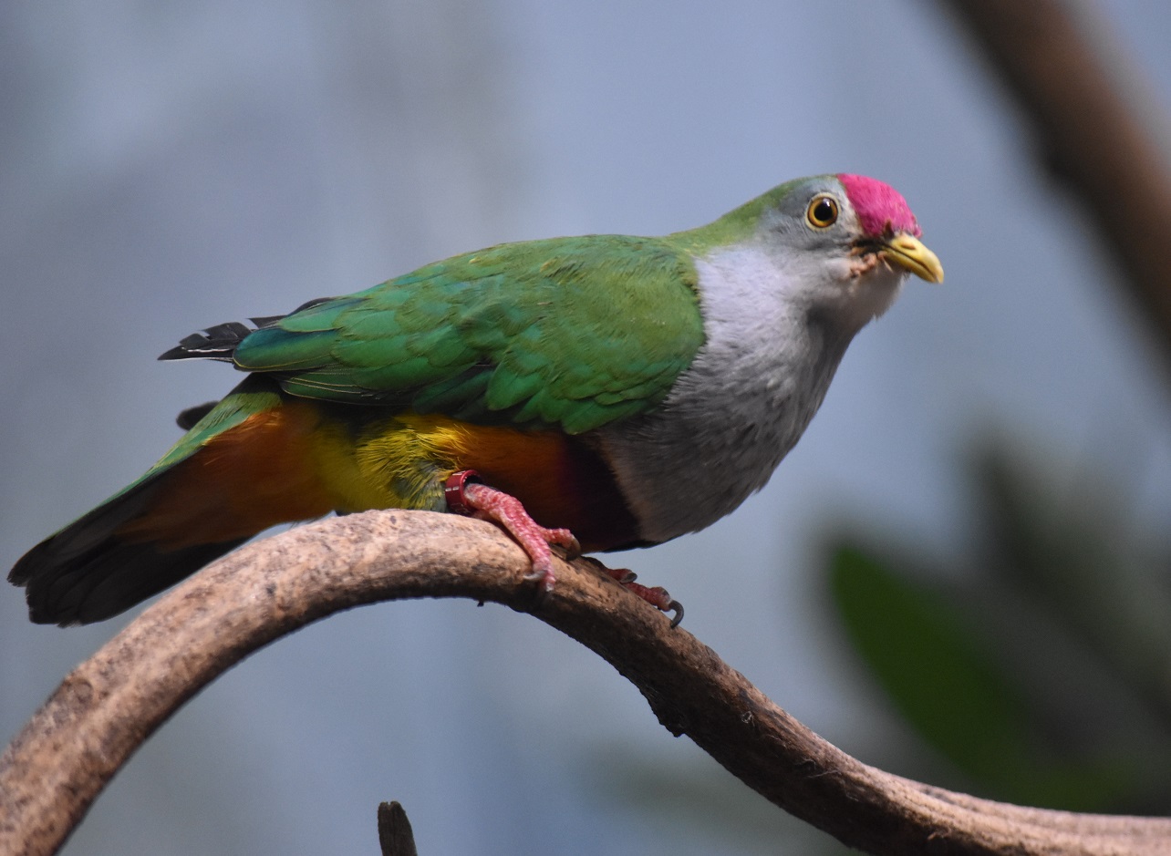 ZOOTOGRAFIANDO (6.100 ANIMALS): TILOPO DE FRENTE ROSADA / BEAUTIFUL ...